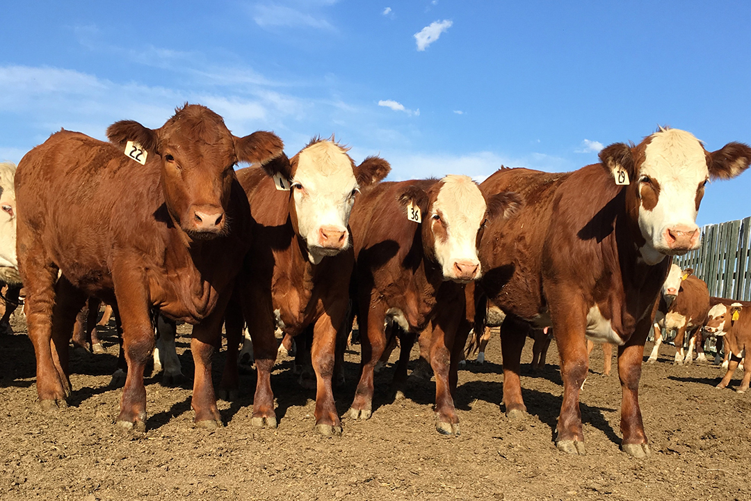 Cattle & Farm Position | Agriculture Employment